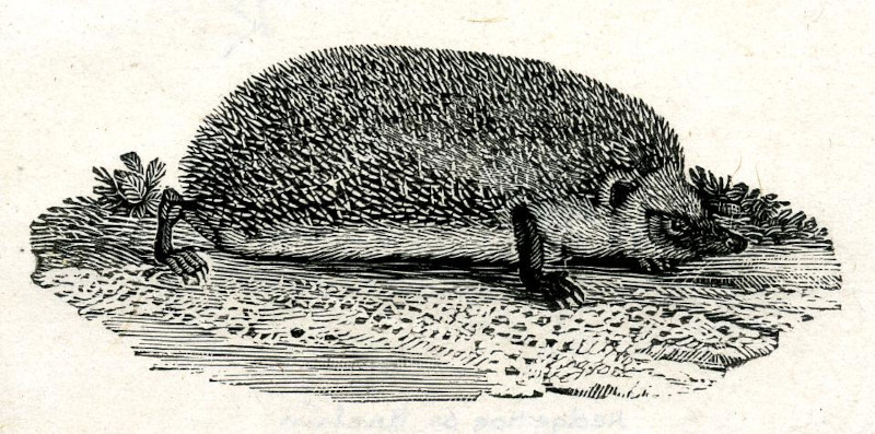 Hedgehog – History in the Making